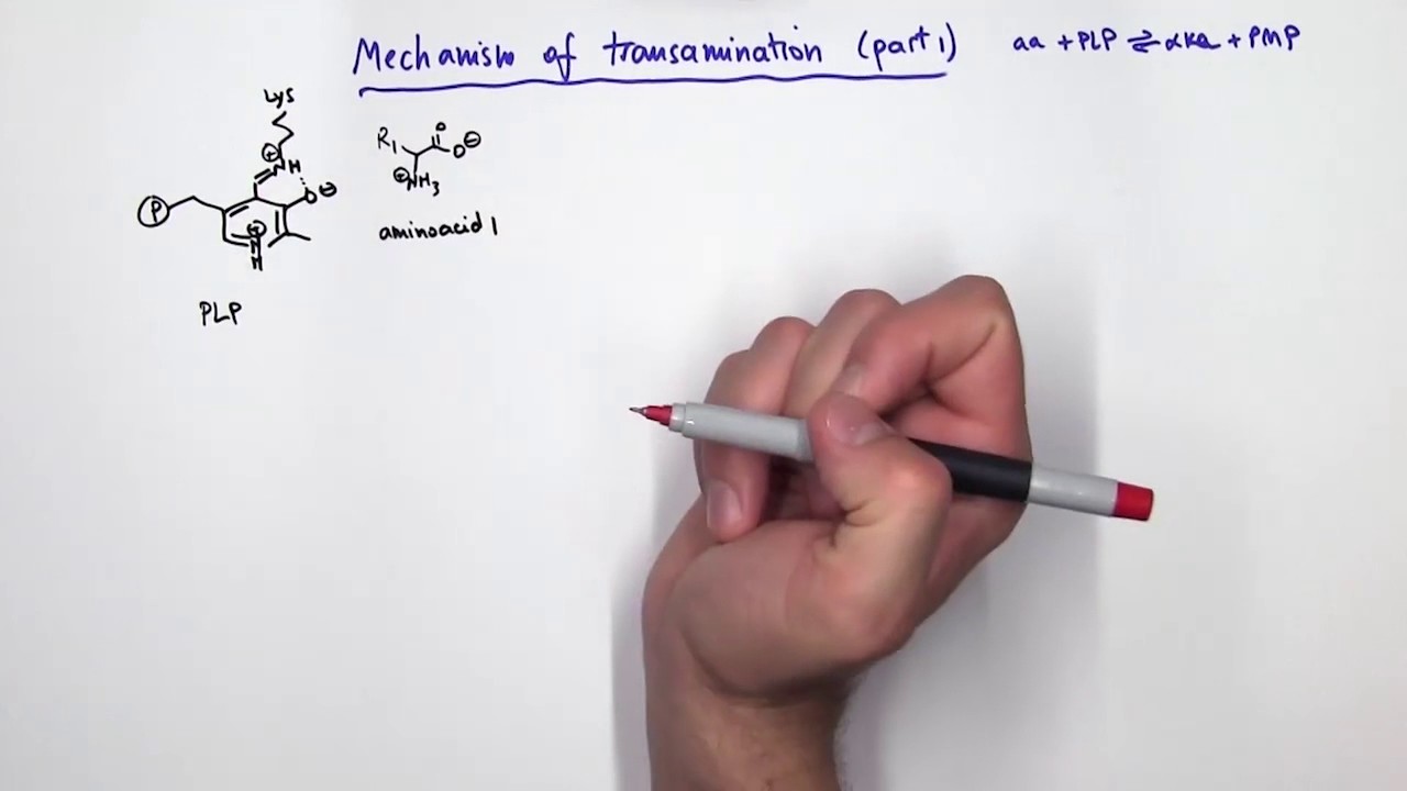 PLP (Pyridoxal Phosphate) Reactions