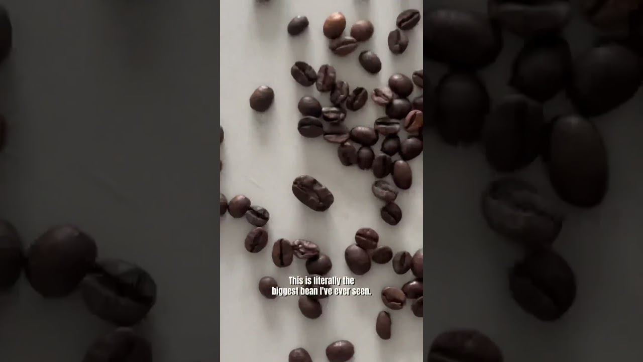 I found the biggest coffee bean in this bag