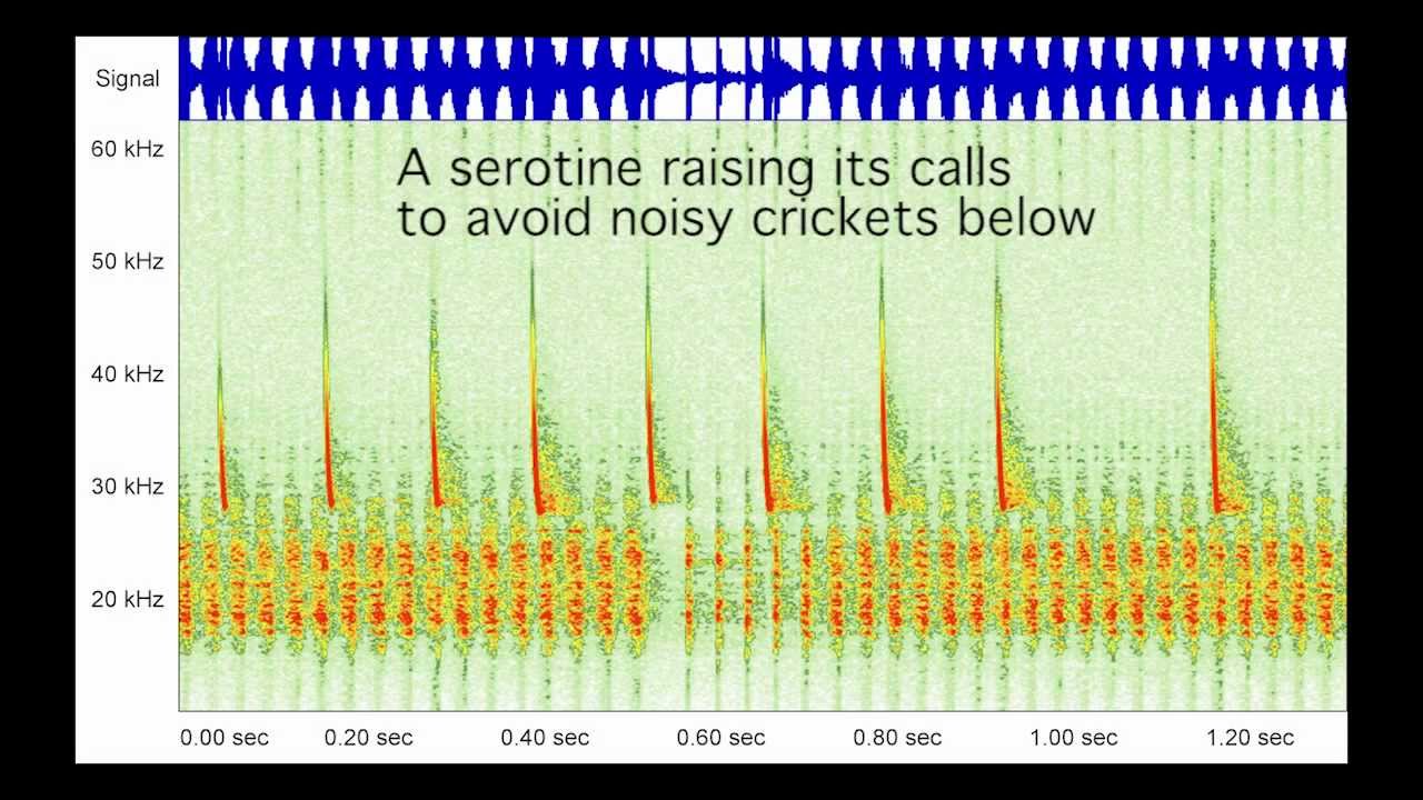 Bat call sonagrams