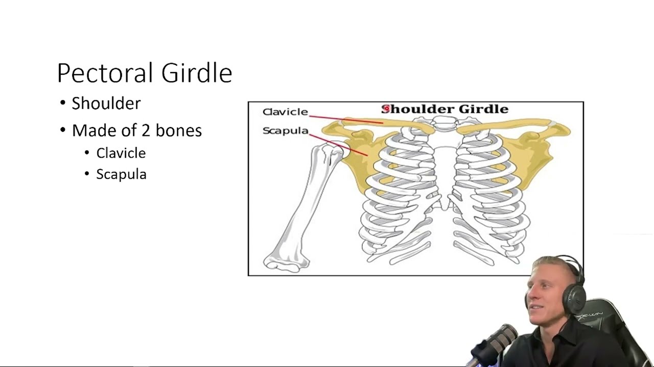 A&P 1: Lab 5 - Appendicular Skeleton