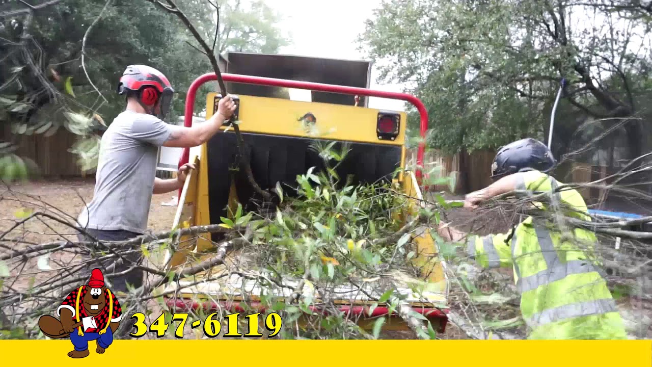 Beaver Tree Service Enterprise, Alabama. For All you Tree Service needs