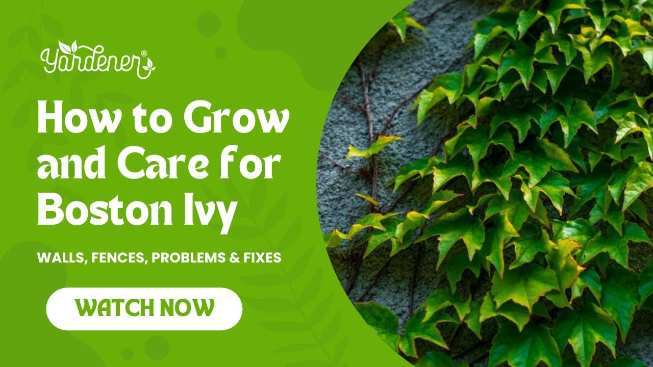 How to Grow and Care for Boston Ivy?