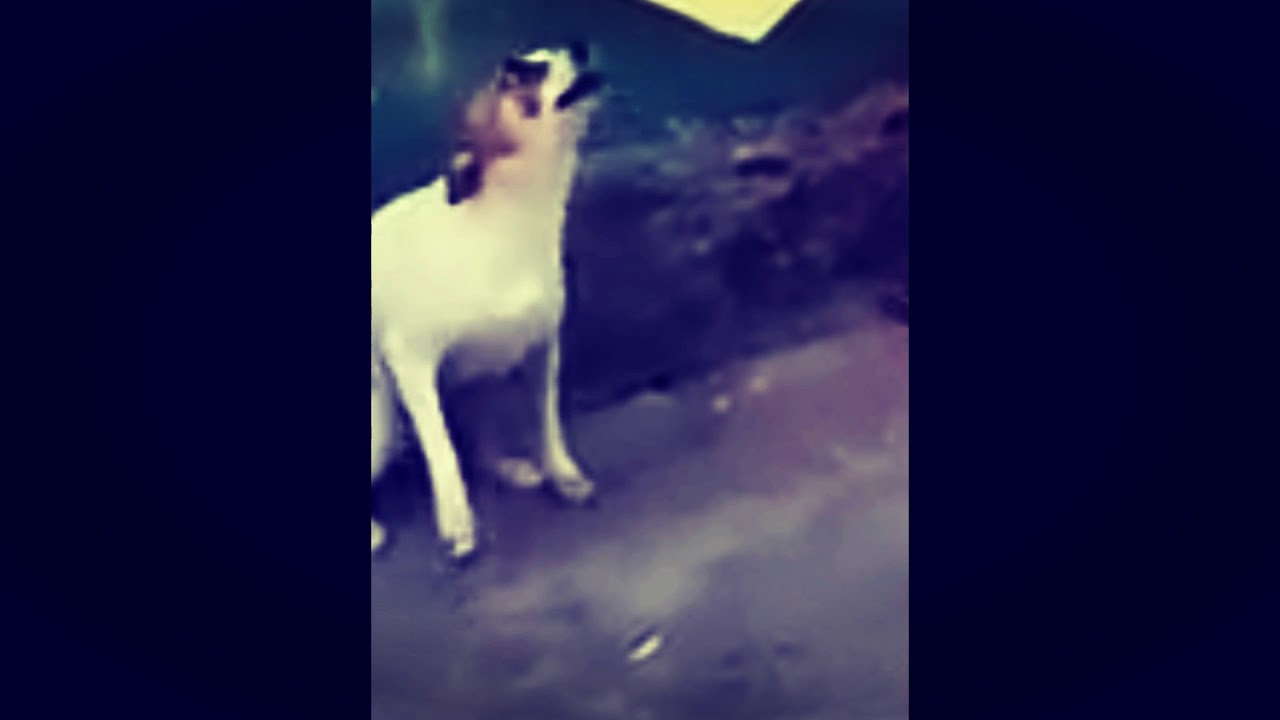 Chillido De Perro Remix 2