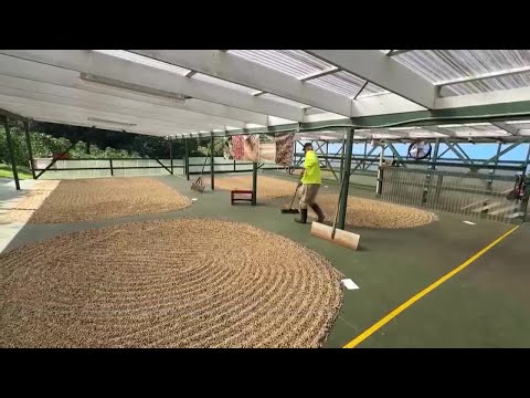 New Hawaii coffee law hailed and hurt Kona industry