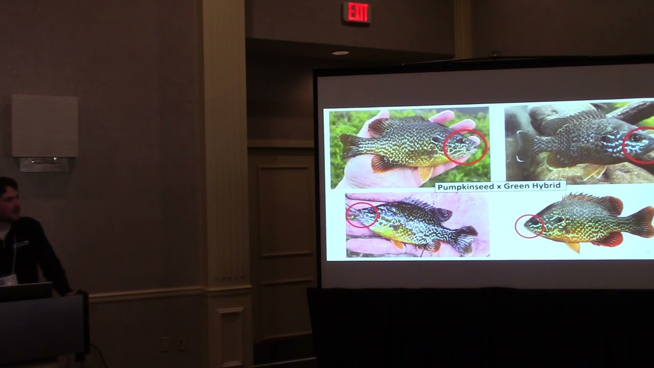 Diet, Growth, and Morphology of a Wild Population of Pumpkinseed × Green Sunfish Hybrids