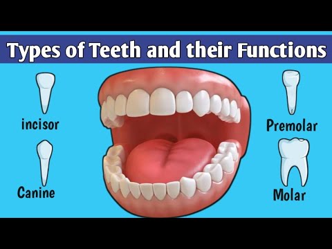Types of Teeth and Their Functions (in Urdu/Hindi)