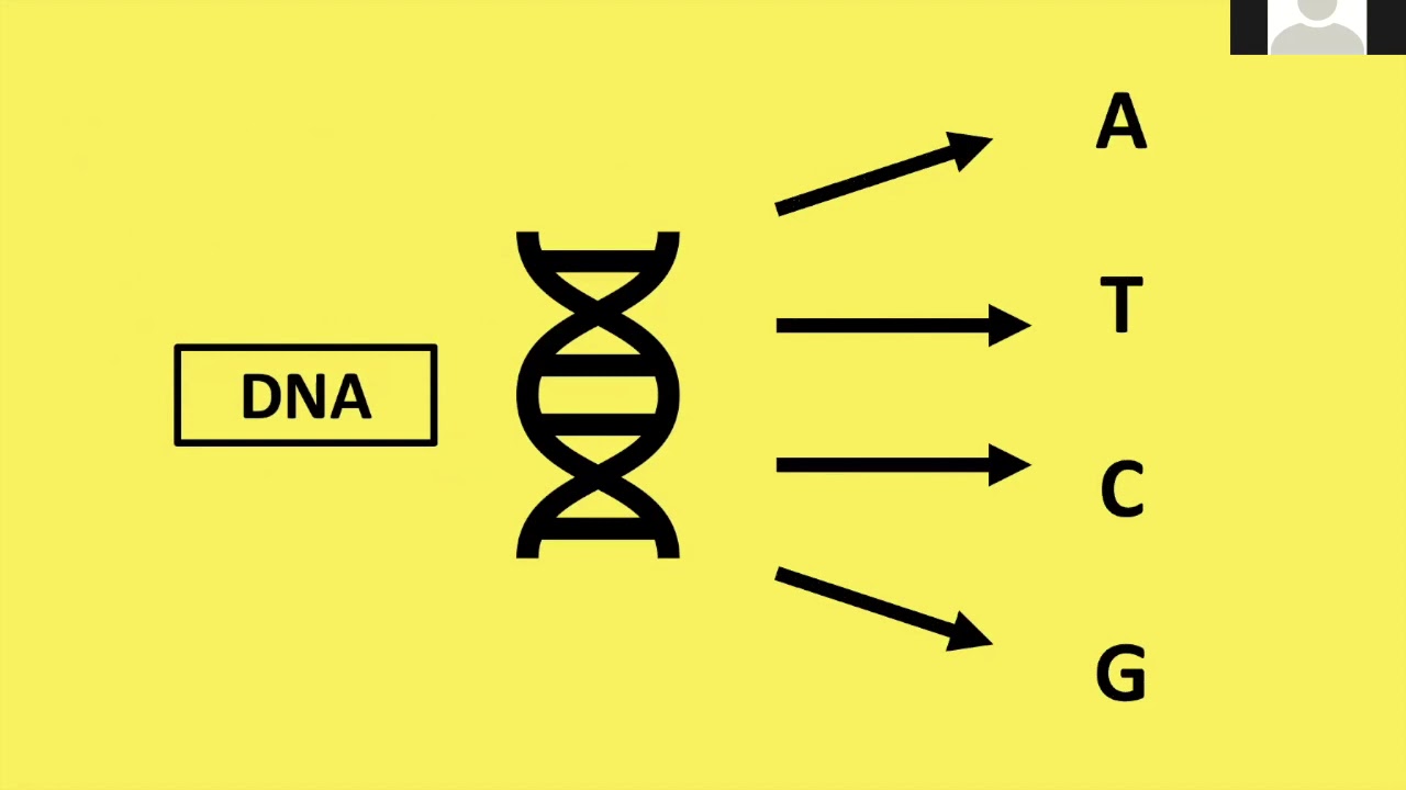 The Role of Genetics and AMD