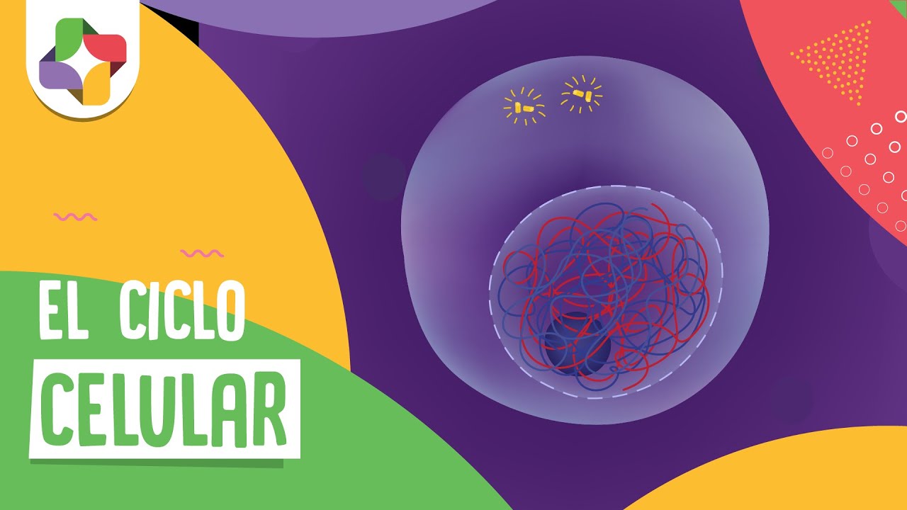 Educatina - El Ciclo Celular