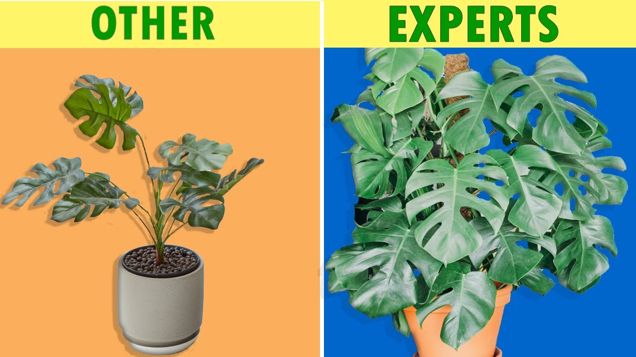 7 Things HOUSEPLANTS EXPERTS Do that you Do not | HOUSE PLANT CARE TIPS