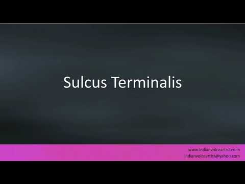 Pronunciation of the word(s) "Sulcus Terminalis".