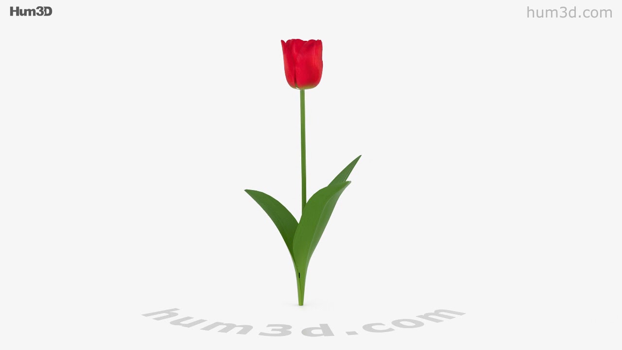 Tulip 3D model by 3DModels.org