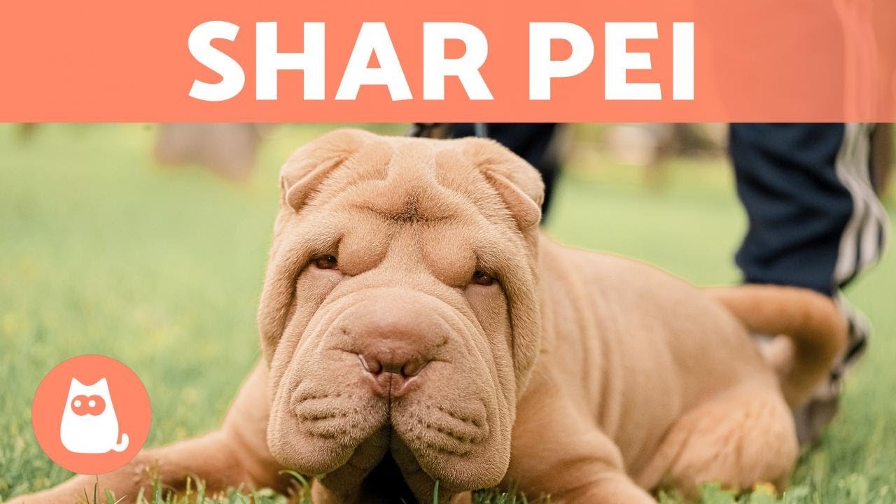 SHAR PEI: 🐶🐾 Origem, características e cuidados