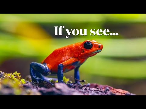 If you see or hear a frog #shorts