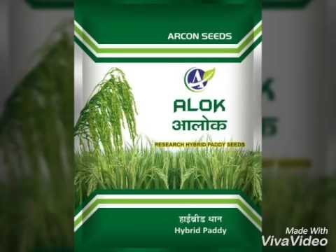 Maize Seeds - Wholesale Price & Mandi Rate for Corn Seeds in India