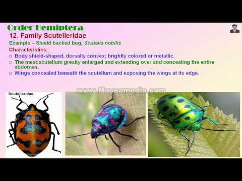 Europe’s largest underground insect discovered in Portugal | Dear Kitty ...