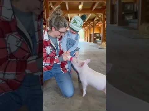 Baby Pig 🐷 #forkids #animalsforkids #farmanimals #animals