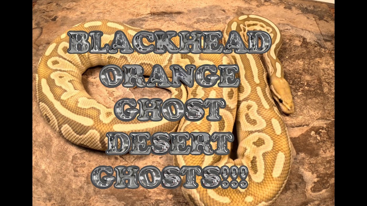 Black head orange ghost desert ghosts! - Ball Pythons - MorphMarket ...