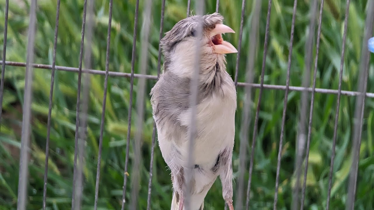 Crested Canary song | canary training song