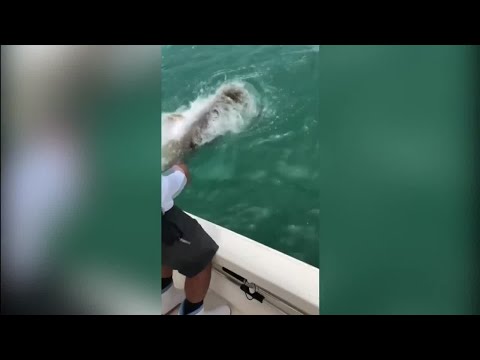 WATCH: Goliath grouper eats shark in 1 bite