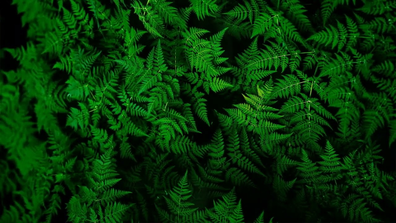 Green fern nature free live HD wallpaper free for dekstop Windows 7/8/10/11
