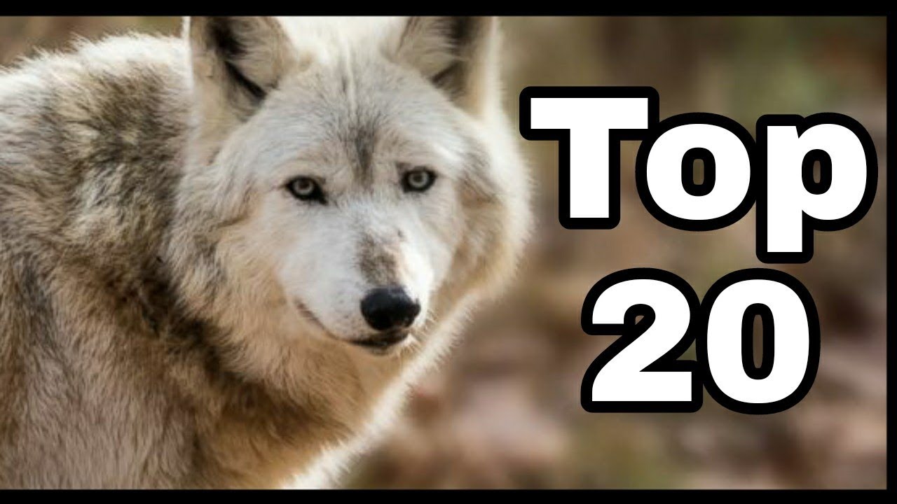 Top 20 Beautiful Wolf Backgrounds