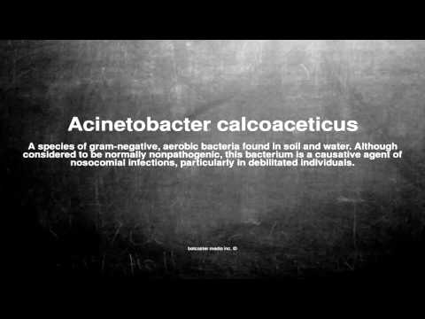 Acinetobacter Calcoaceticus Gram Stain
