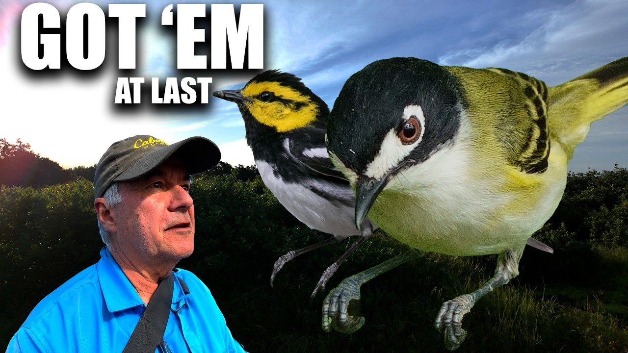 GOT 'EM! Golden-cheeked Warbler and Black-capped Vireo.