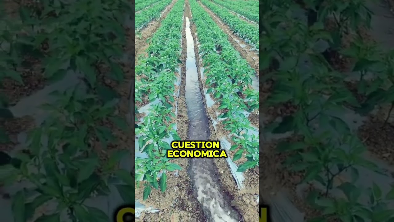 Flood irrigation #irrigation #flood #agricultural #agro #crops #water #agriculture #orchard #4k