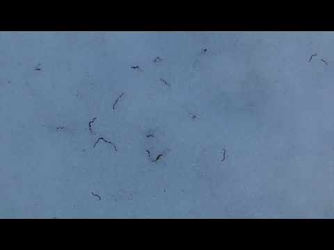 Glacier Ice Worm Investigations-A Long Slow Processs – From a Glaciers ...