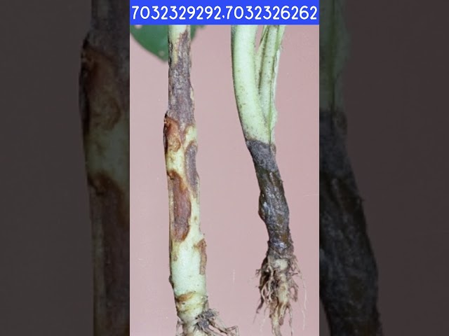 Agricultural Fertilizers - Nacro Legend Plant Protector Manufacturer ...
