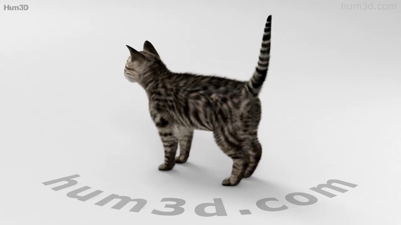 Cat 3D model by 3DModels.org