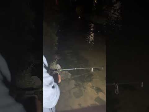Fishing Is An Addiction: Bizarre Love Triangle; New Order