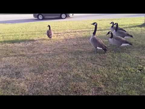 goose says honk