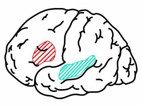 Neuro Exam ; Mental Status : Anatomy Language- Temporal and Frontal Lobes