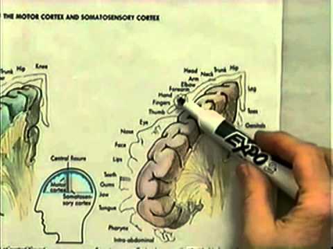 3. Biological Basis Of Behavior (Psych)