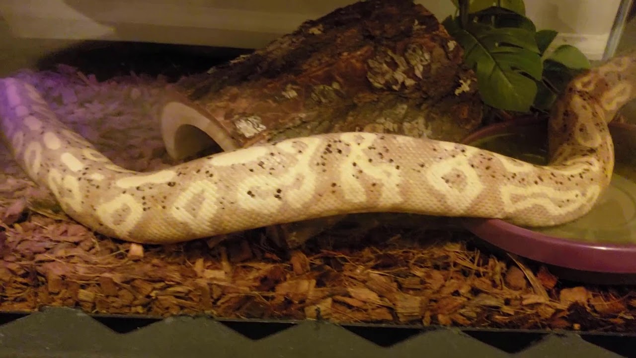 My Current Ball Python Collection (Plus Feeding)