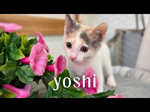 Cat for adoption - Yoshi, a Domestic Short Hair Mix in Guilderland, NY ...