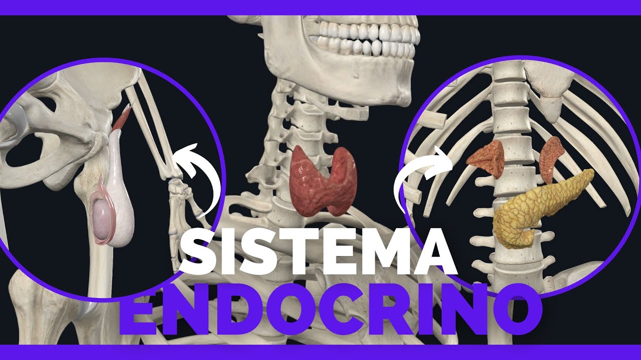 ESTOS son los ORGANOS que compone el SISTEMA ENDOCRINO | Anatomia Facil