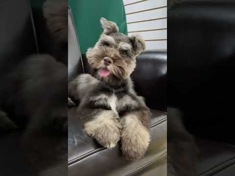 The Athletic Mini Schnauzer