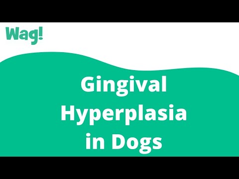 Gingival Hyperplasia in Dogs | Wag!