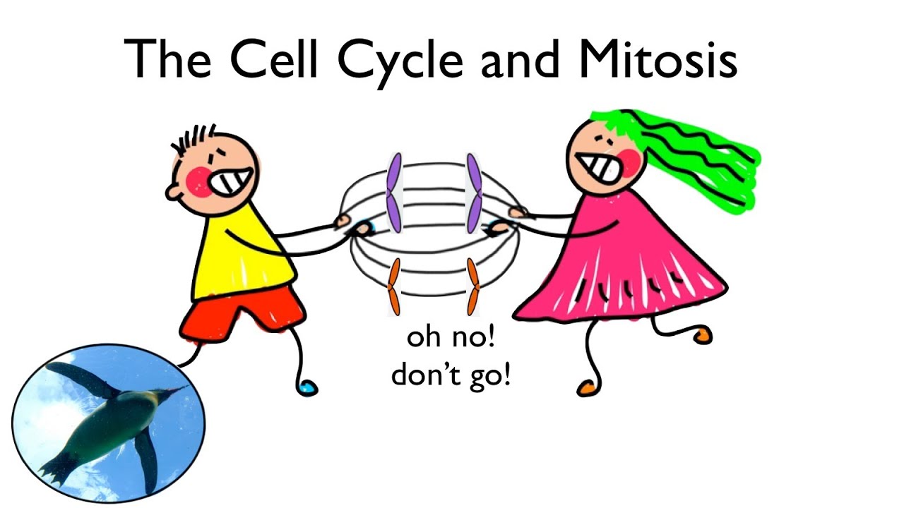 Cell Cycle and Mitosis | Bio Basics 🐧