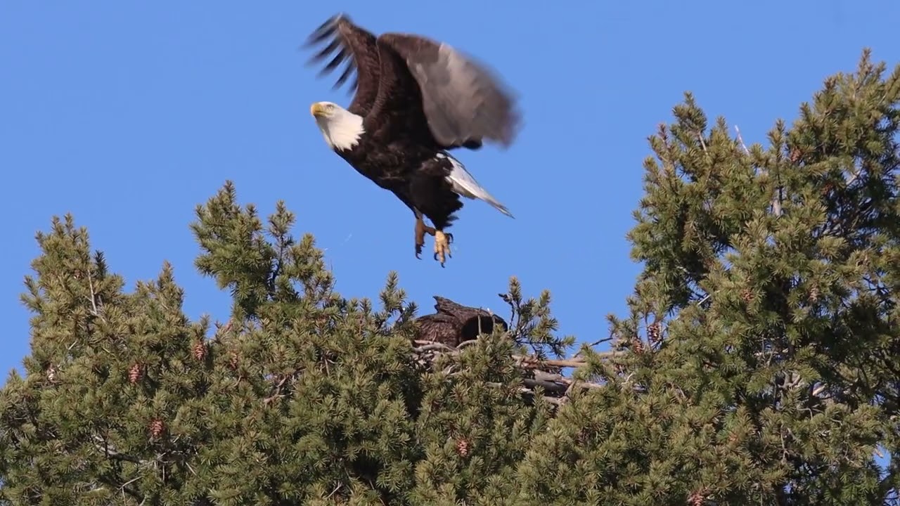 Slow Motion Eagle Taking Off from Nest