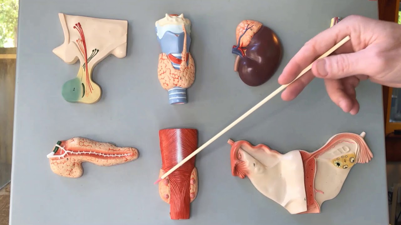 Endocrine System Model
