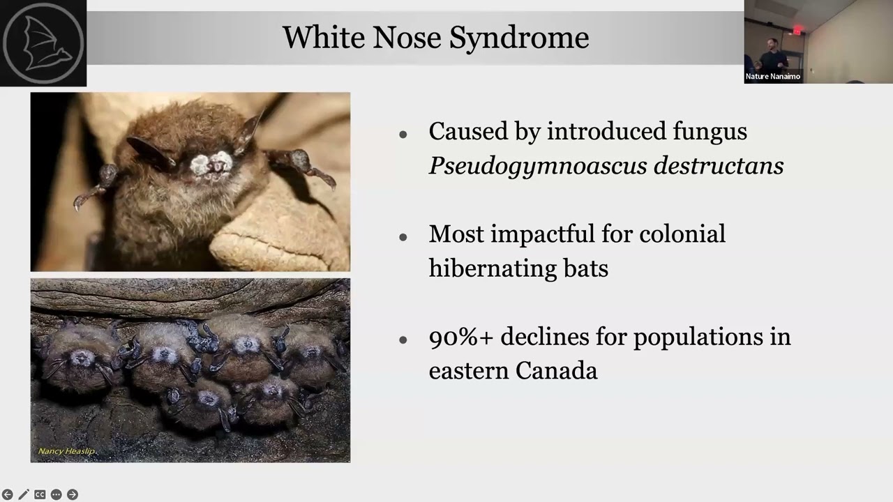 NN Nalt Feb 2025 Bat Conservation on Vancouver Island.