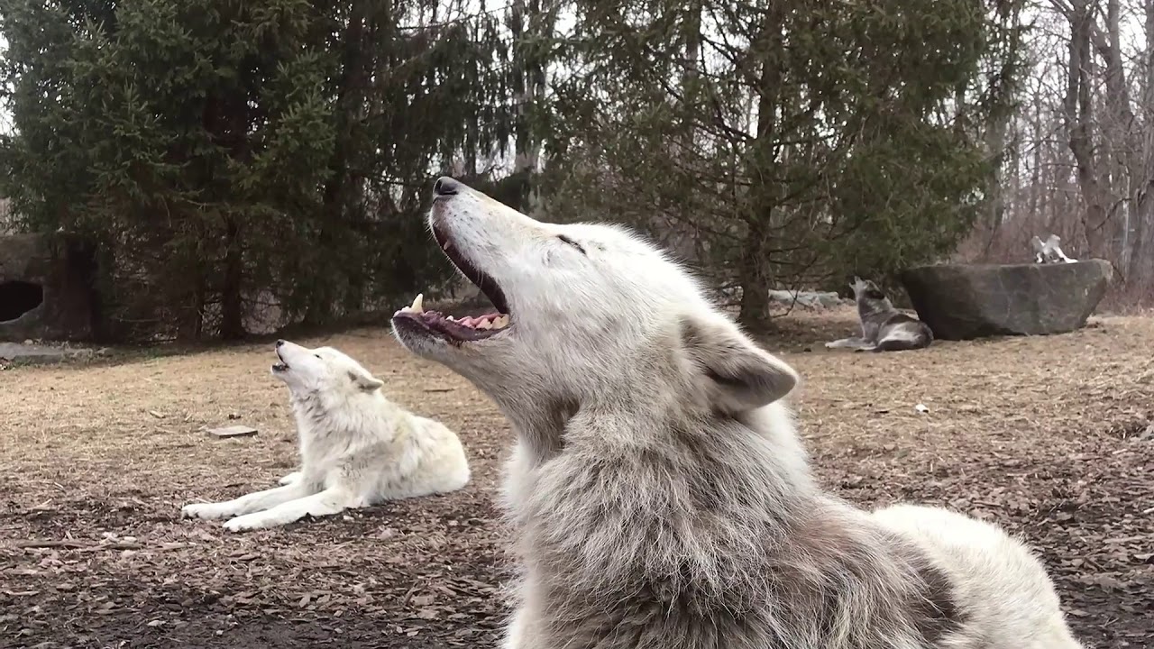 Three Wolves Howling