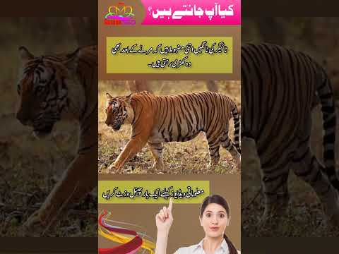 tiger #shorts #urdu #inurdu #facts #urdufacts #scienceurdu #health #animal