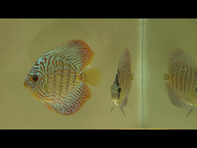 Blue Turquoise Discus Tropical Fish (Young Pair in Tank #FA15) | Fish ...