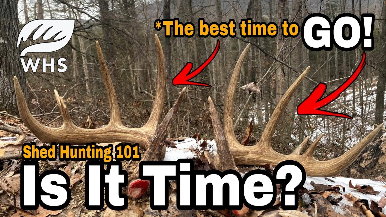 When To Shed Hunt