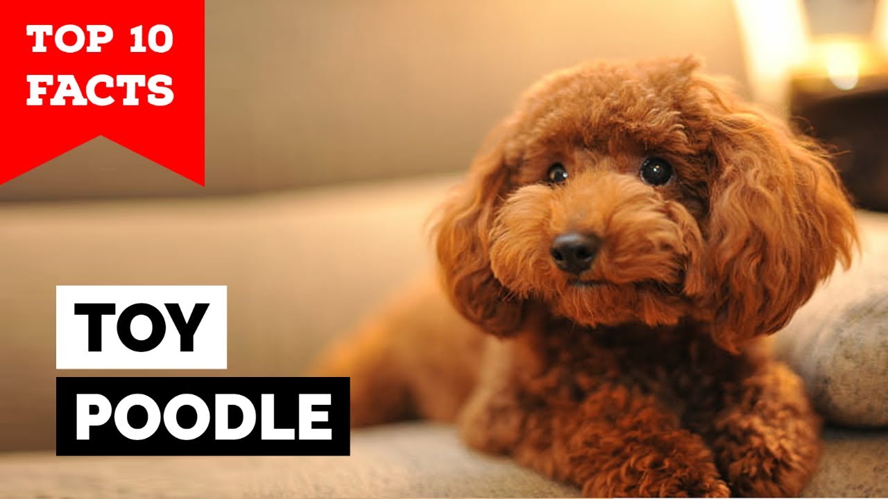 Toy Poodle - Top 10 Facts