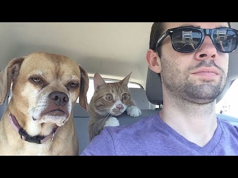 Animals With the Highest IQ Will Amaze You π€ͺ Funny Animal Videos 2025